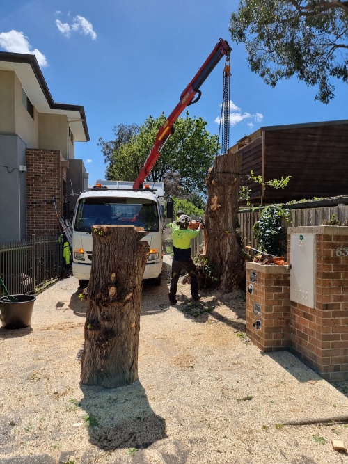 Melbourne-Based Ethical Arborists | Precise Tree Services