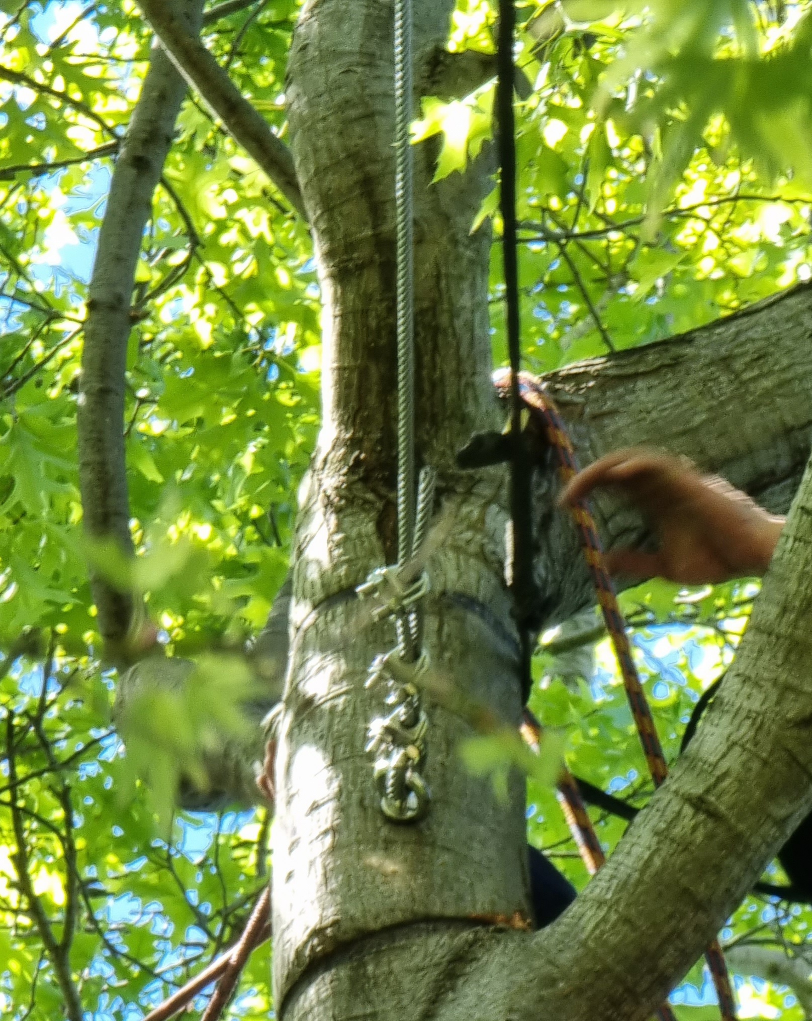 Melbourne-Based Ethical Arborists | Precise Tree Services