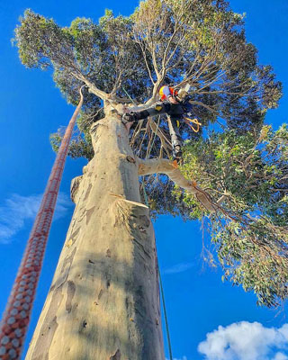 Melbourne-Based Ethical Arborists | Precise Tree Services