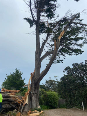 Melbourne-Based Ethical Arborists | Precise Tree Services