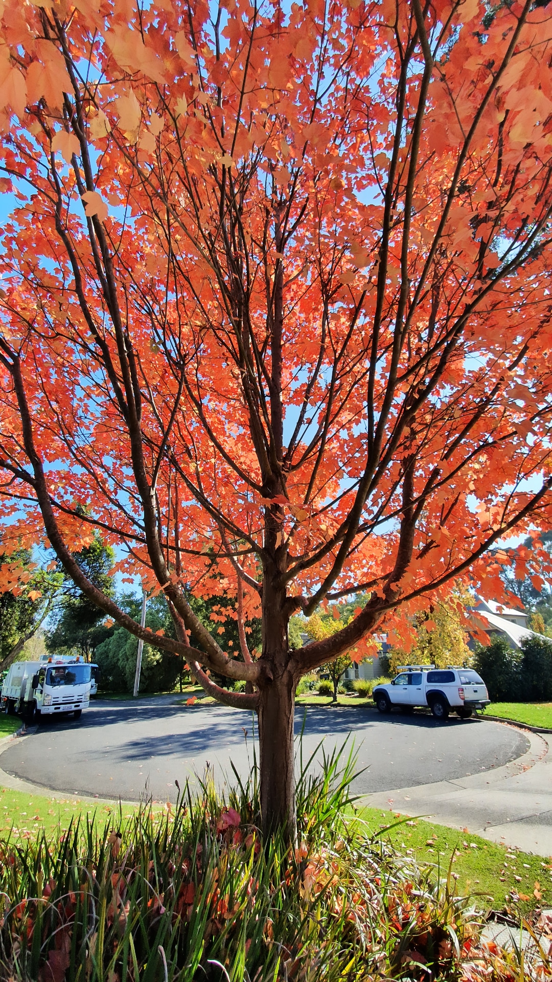 Melbourne-Based Ethical Arborists | Precise Tree Services